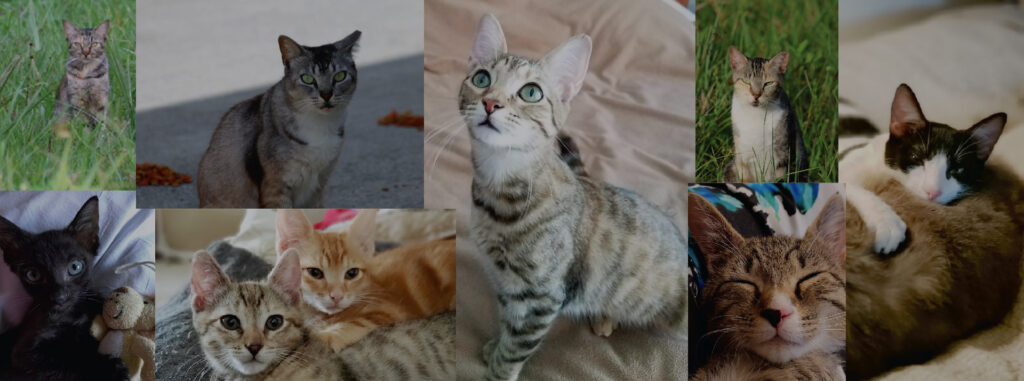 Sanctuary Cats – For the Love of Grace Animal Rescue